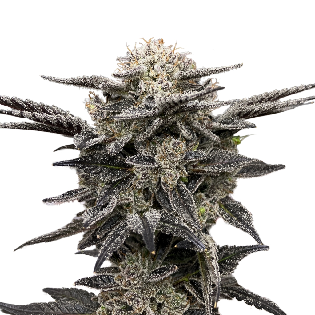 41 Ghosts Auto - PEI Cannabis Management Corporation